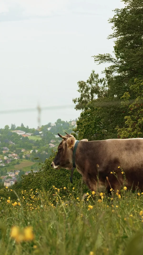 Wandern in Montreux ab Chamby: Panoramen und Wanderwege entdecken