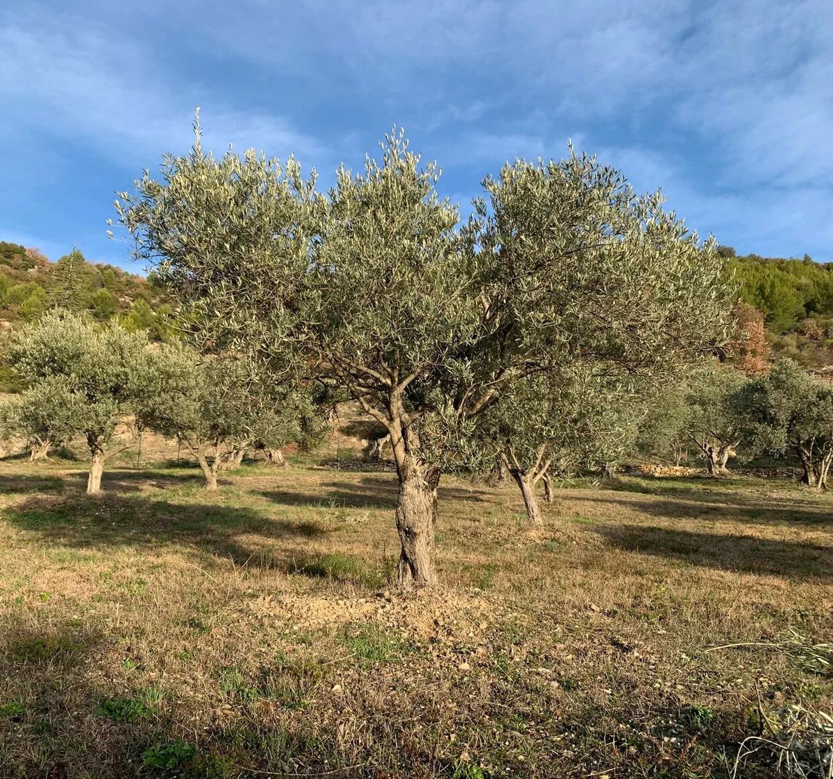 Forêt de Manosque et la thomassine