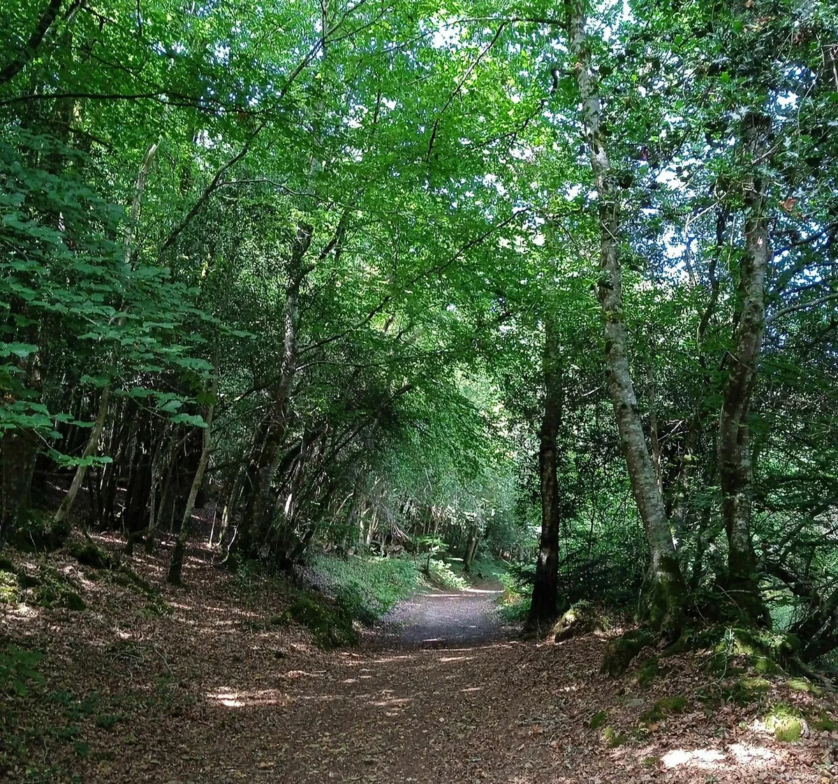 Bois de Nevet