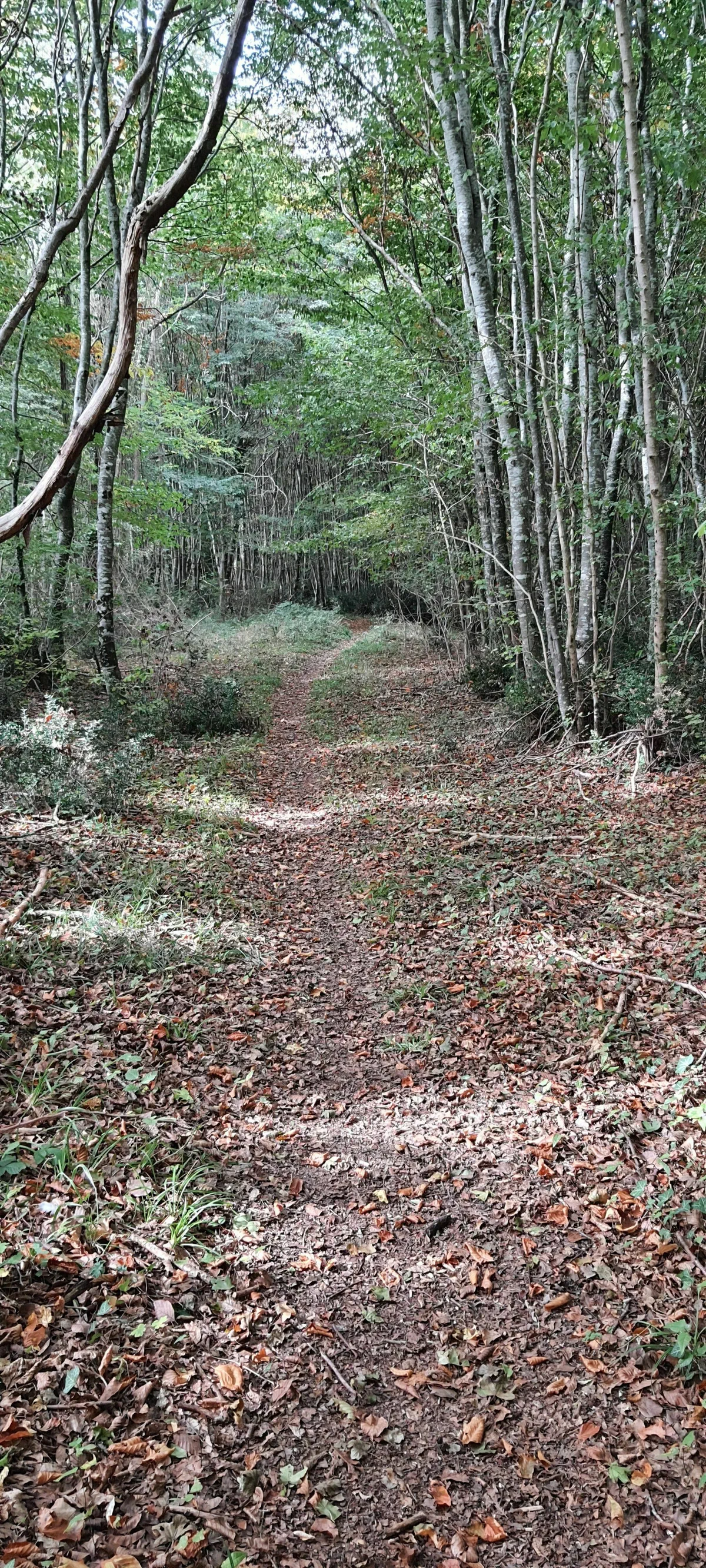 Randonnée dans la forêt de Saint Benoît La Forêt