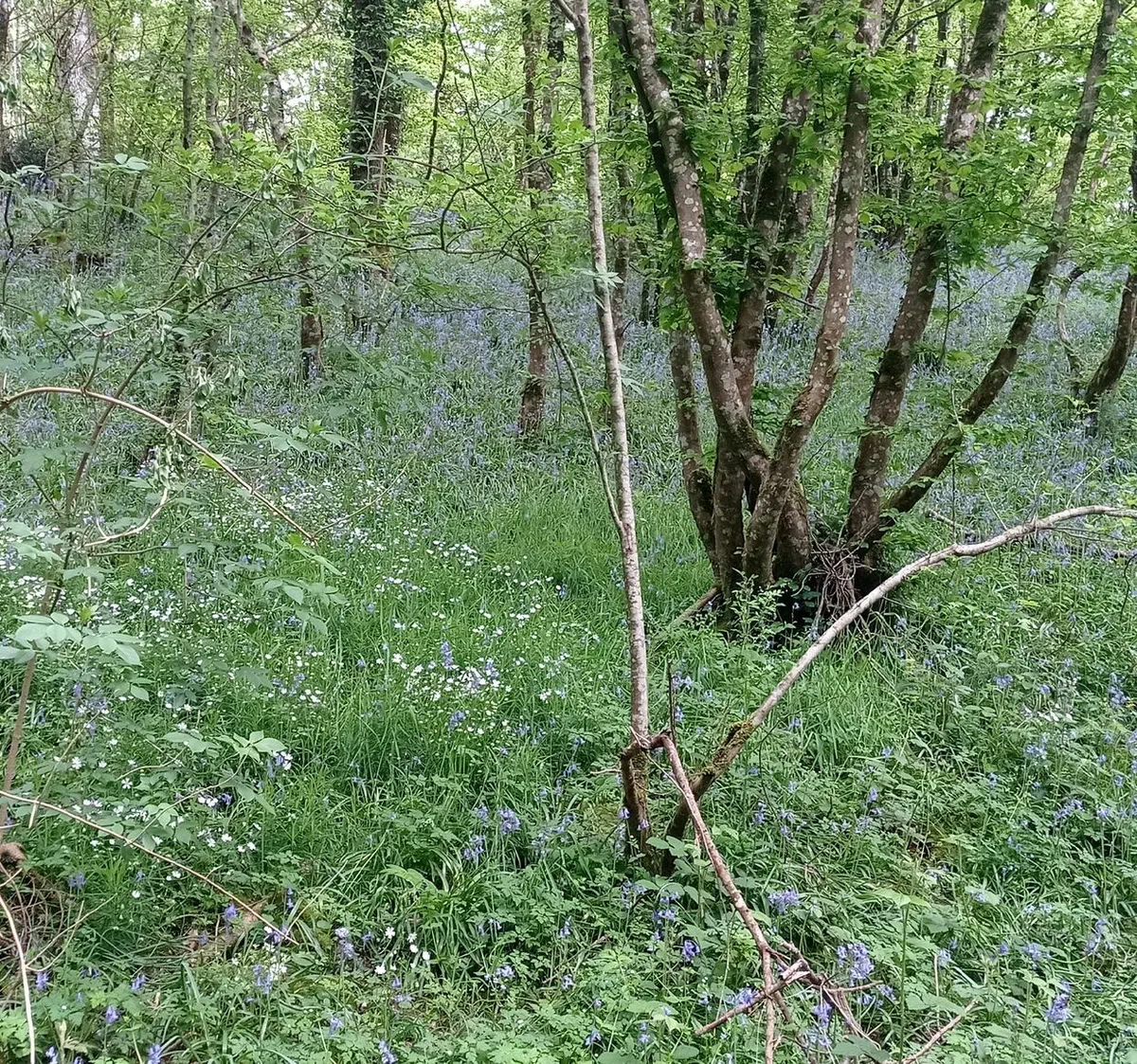 Barrage de la Touche Poupard et l'Archereau
