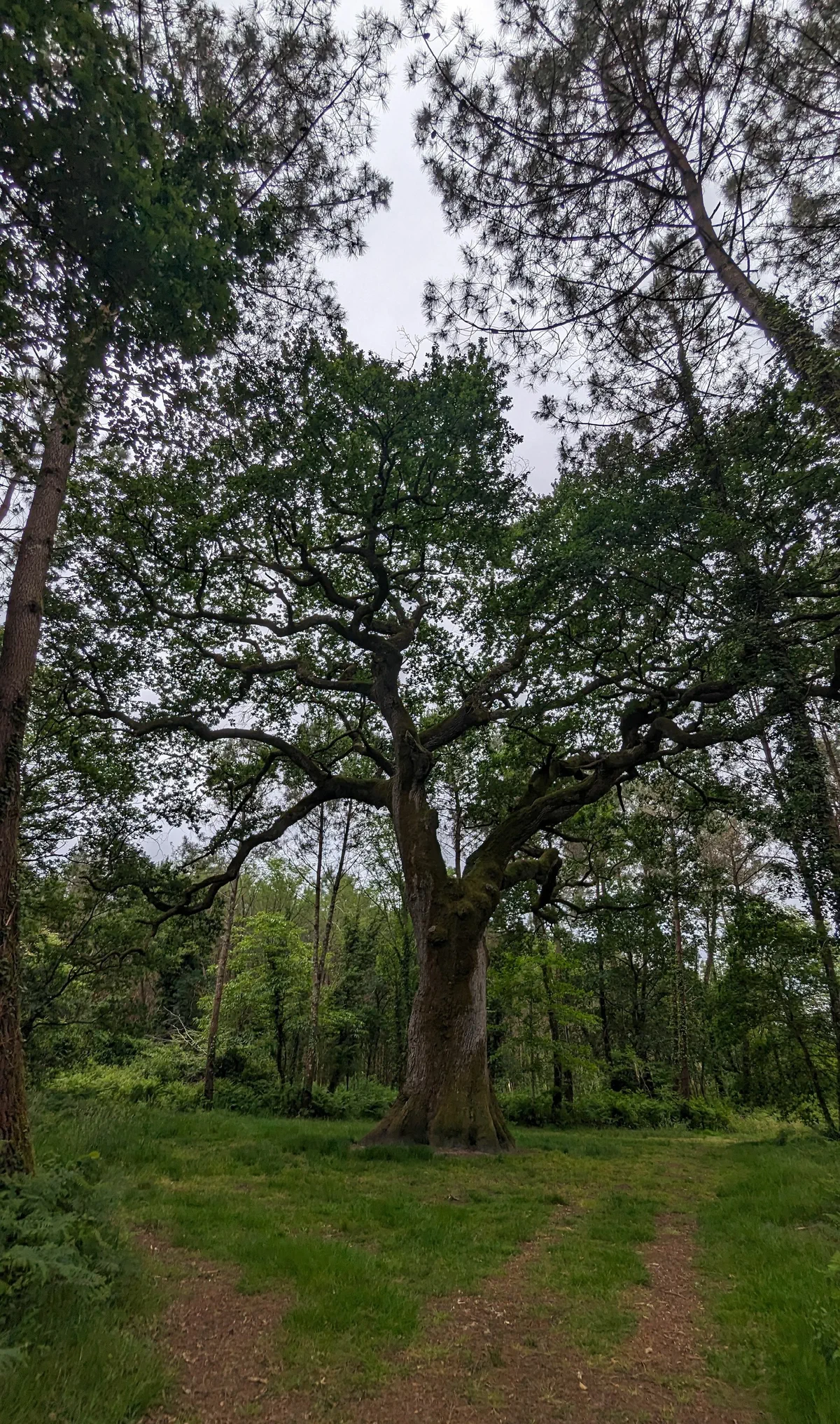 Le chêne de Nerthe et la forêt d'Abesse