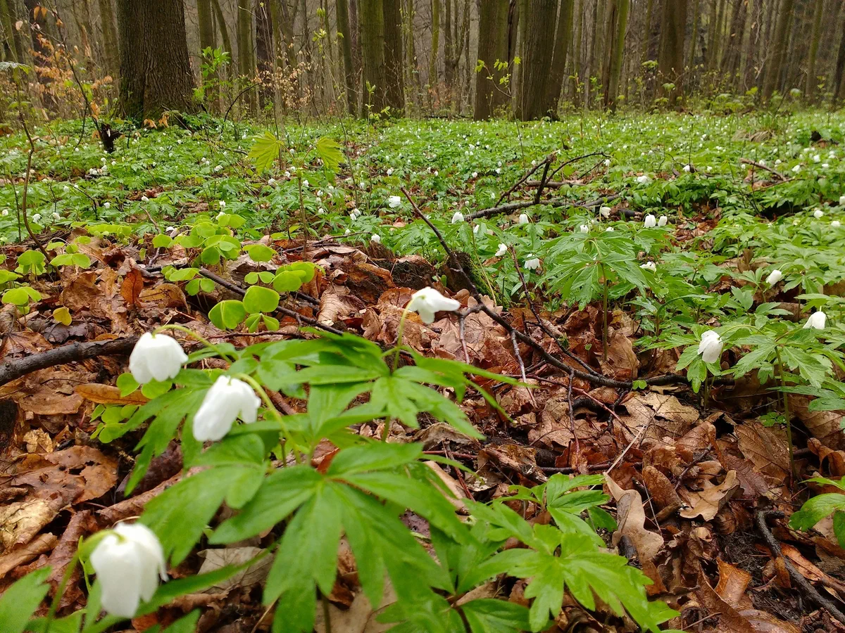 Park Repecki i Stare Repty – poznaj historie regionu i ciesz się ...