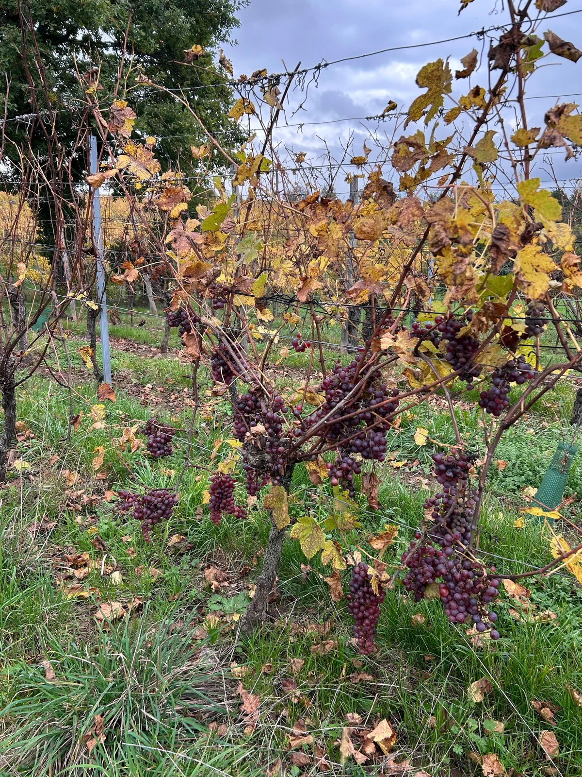 Balade en vignoble de Soultz, par Hartmannswiller