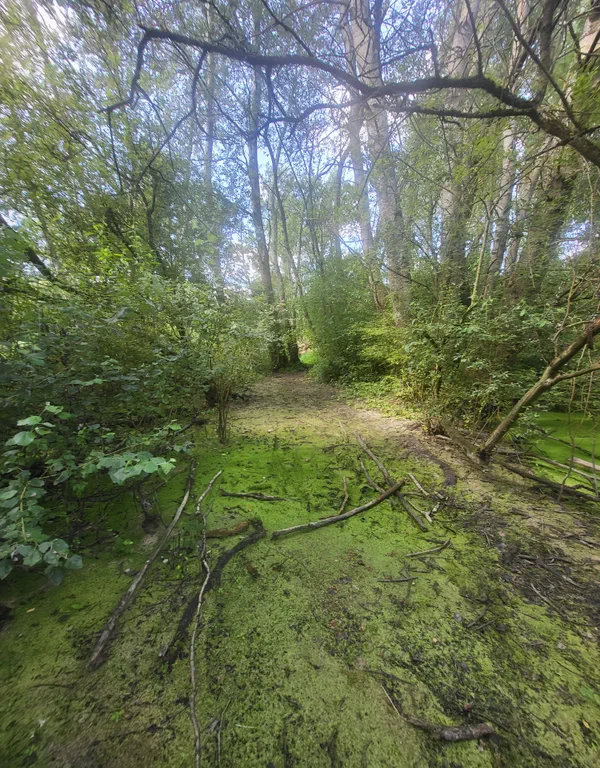 Rieulay, entre étang et tourbière et espaces protégés