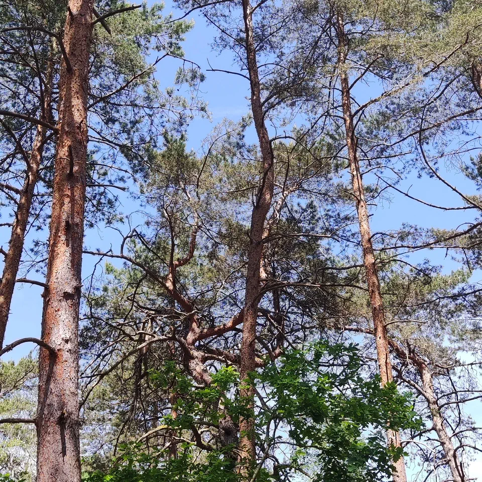Milly-la-Forêt : les plus belles randonnées et balades