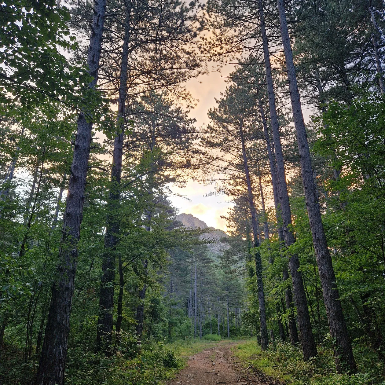 Forêt de Saoû : les plus belles randonnées et balades