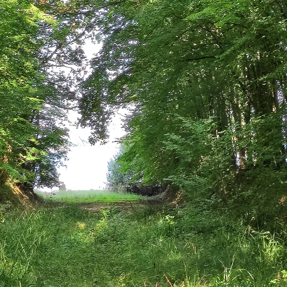 Parc naturel régional de la Forêt d'Orient : les plus belles randonnées ...