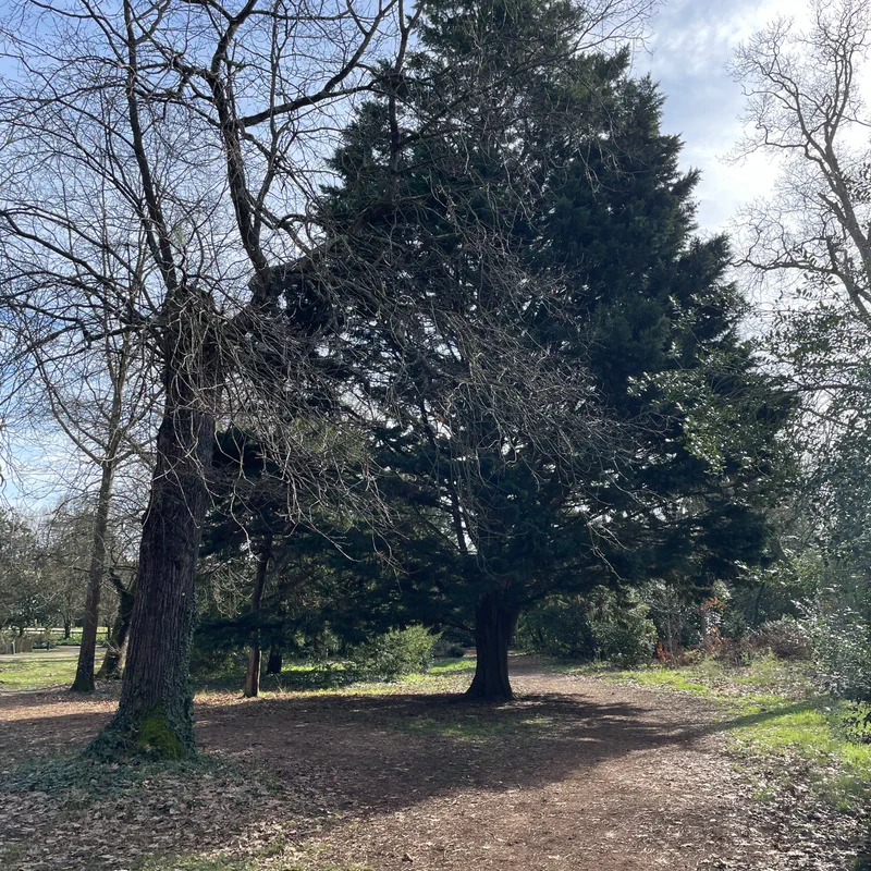 Grand Arbre Qui Borde Les Routes De France