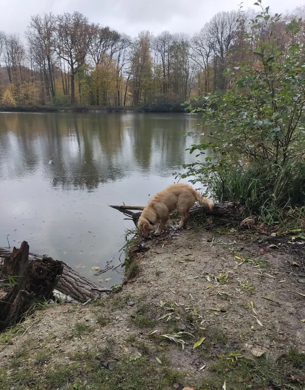 Balade dans la forêt de Carnelle aux portes de Presles