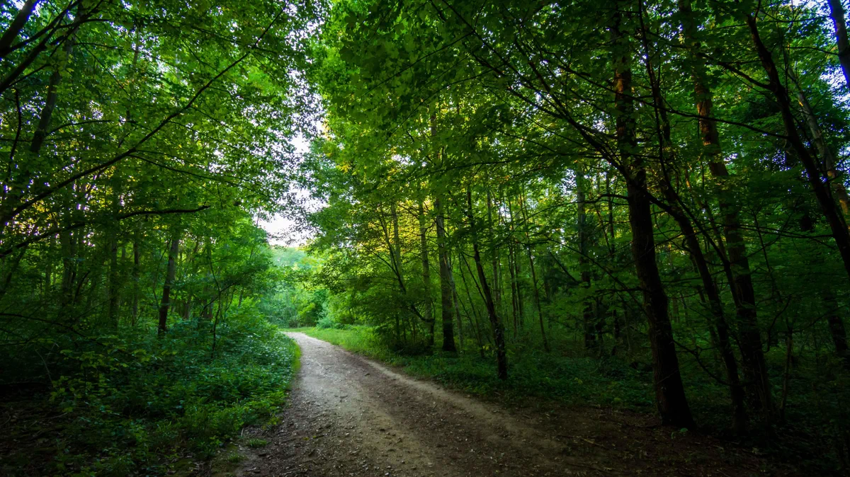 Echappée verte dans le bois de Clamart et la forêt de Meudon