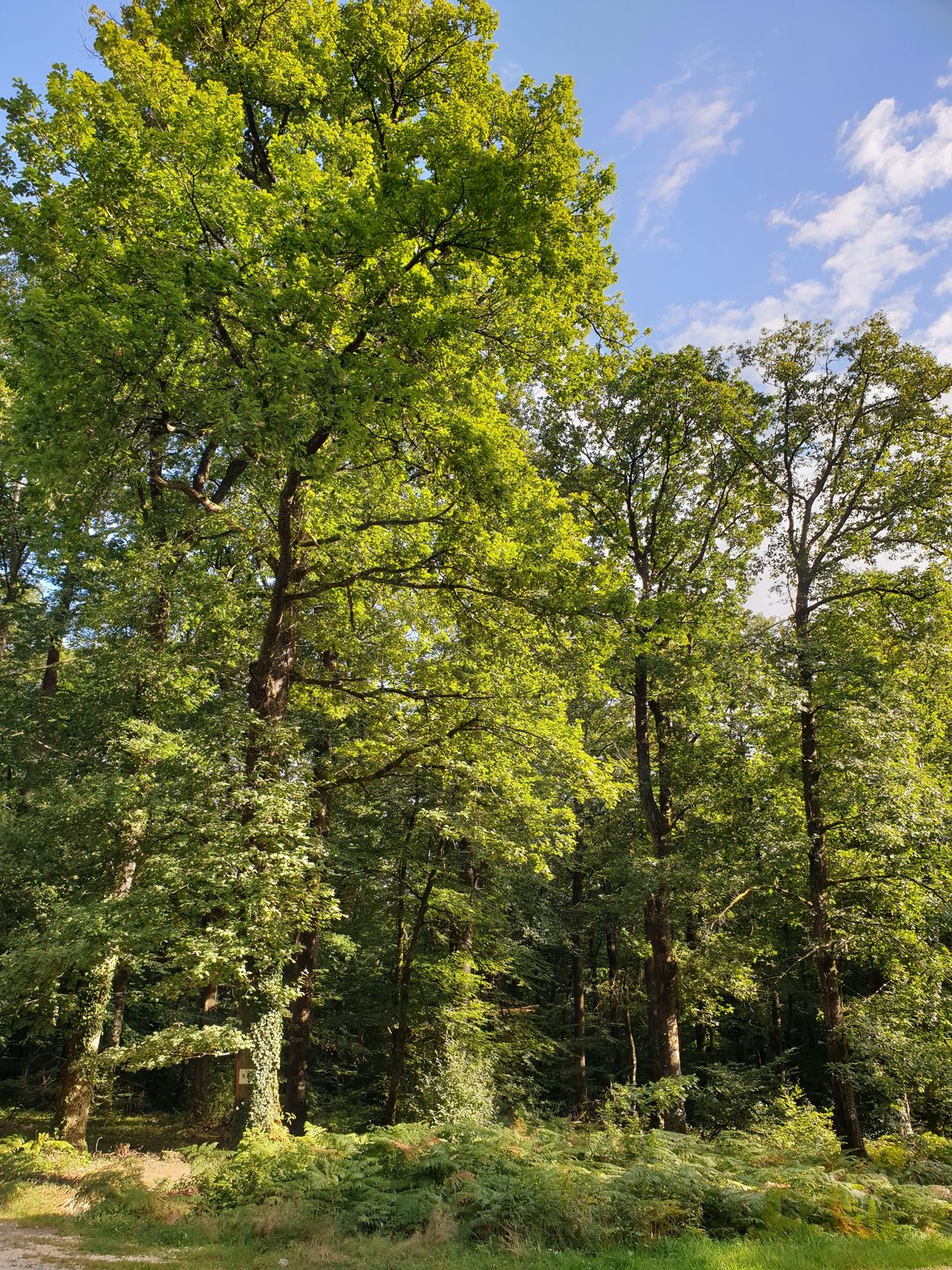 Bain de nature à Allogny et richesse de la faune forestière
