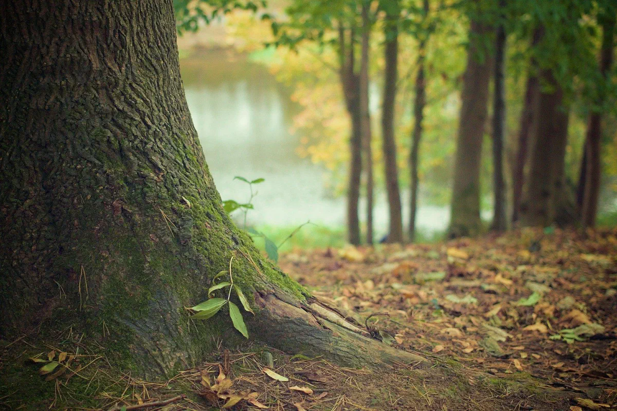 Boucle en forêt à Saint-Beron