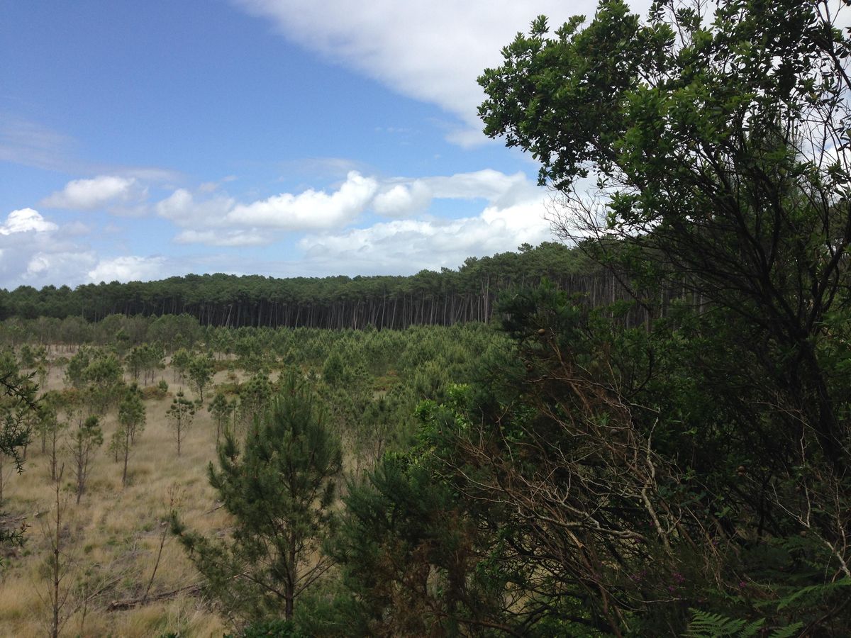 Forêt des Landes de Gascogne et câlins aux arbres