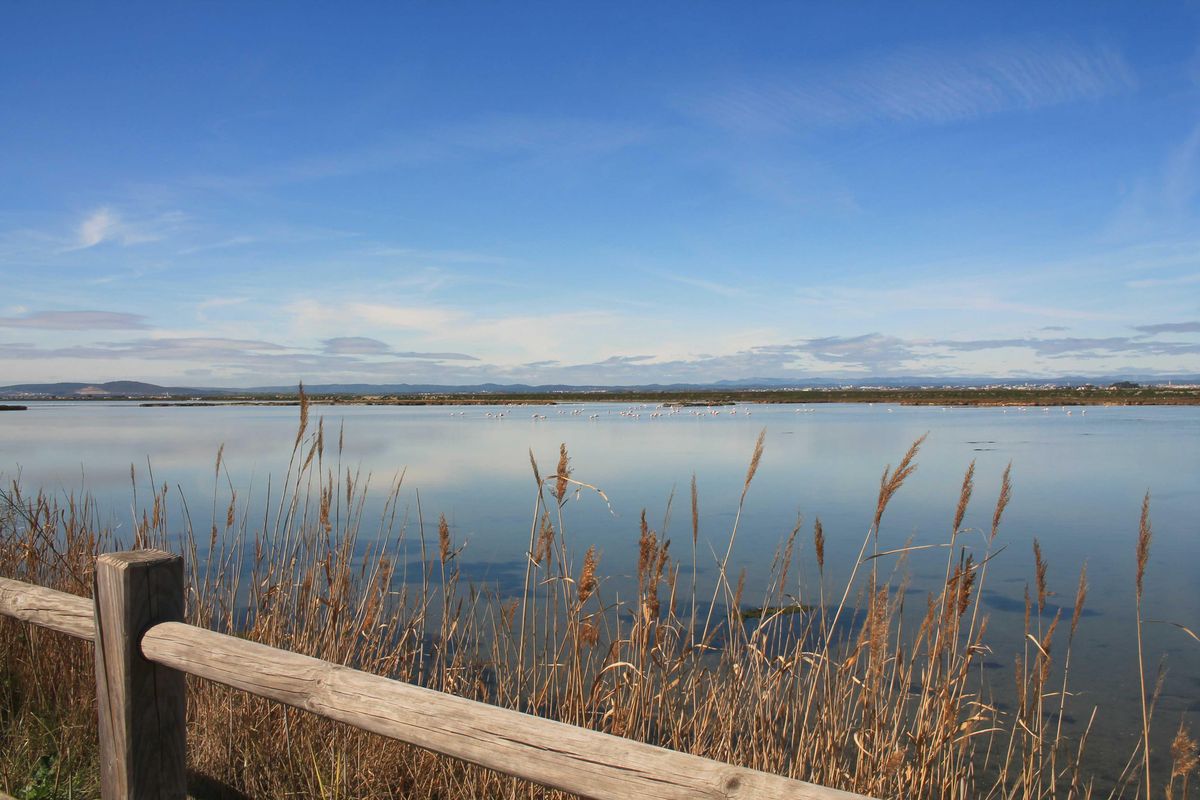 Etangs à foison et virée ornithologique depuis Pérols