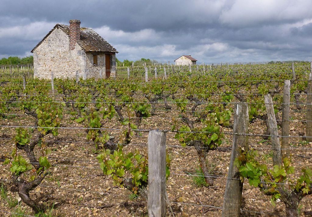A la découverte des vignes de Berson
