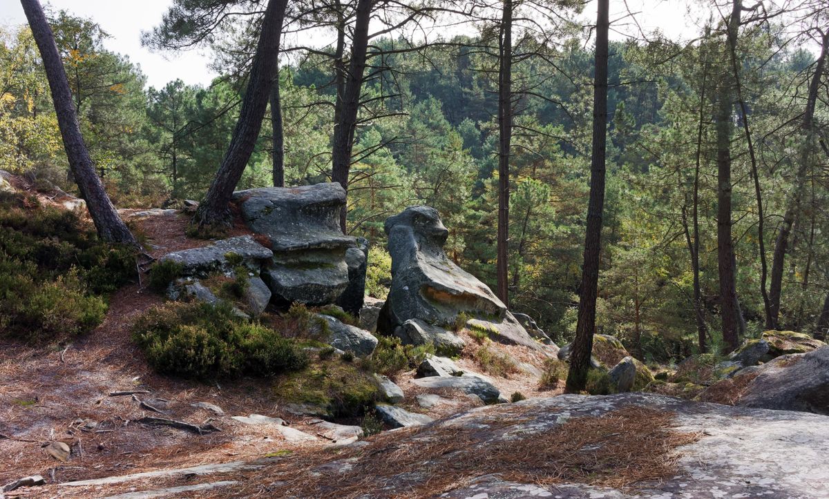 Petite ascension du Mont Aigu et grandeur de la forêt
