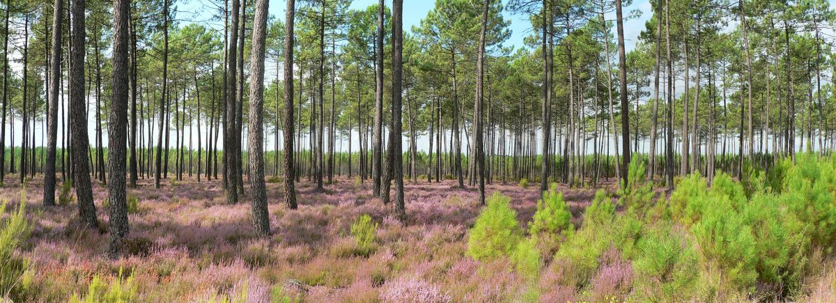 Dans la réserve géologique de Saucats - La Brède