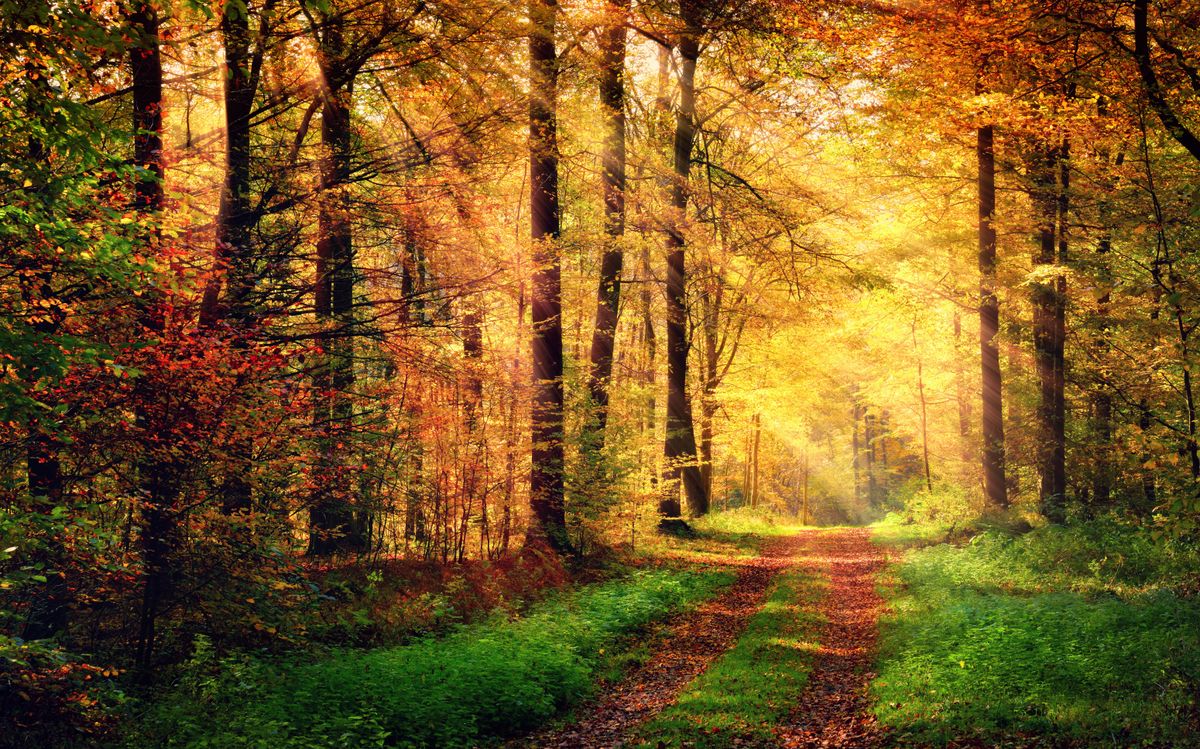 Lyons-la-Forêt : les plus belles randonnées - Normandie