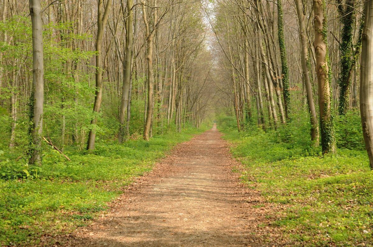 Tour de la forêt de Mongeon au Havre