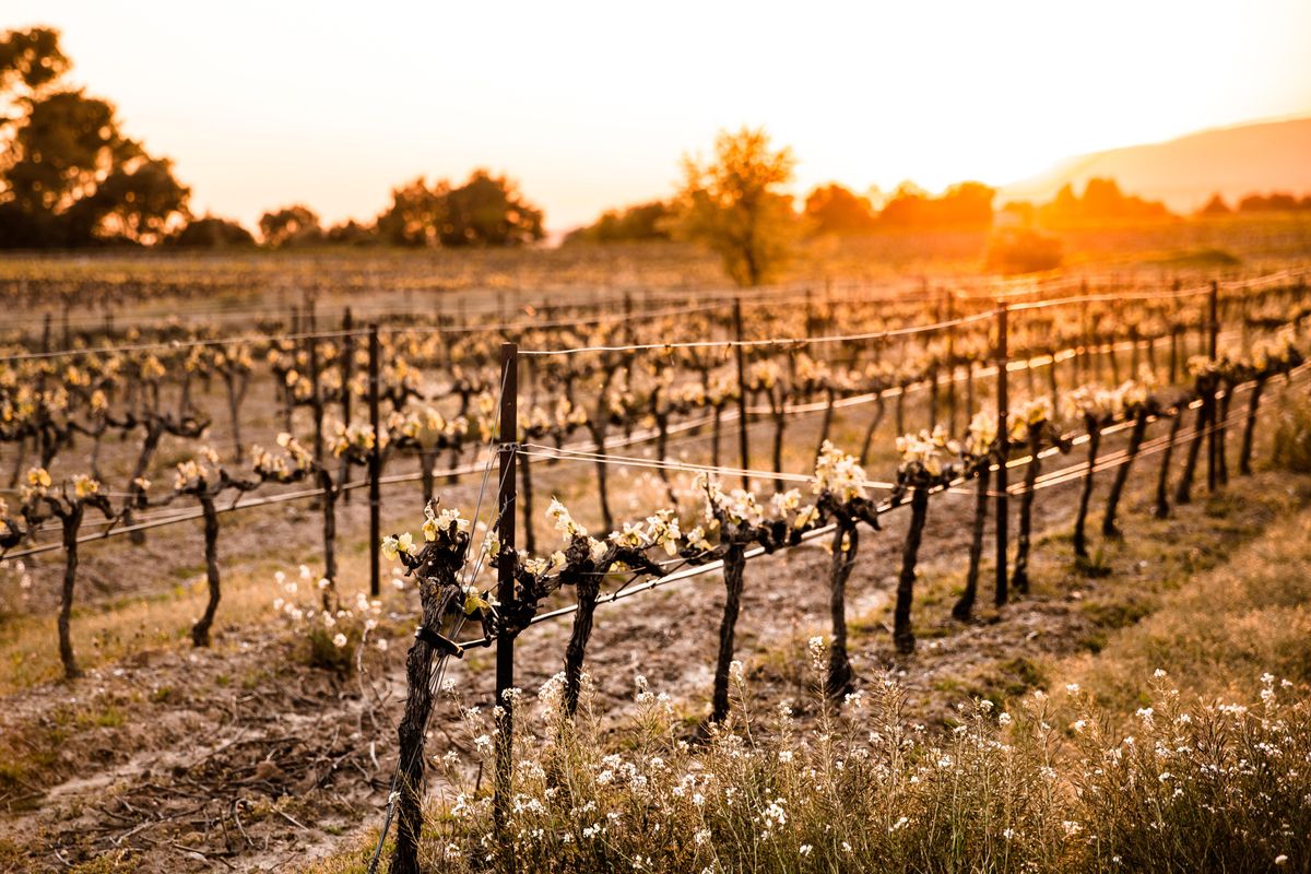 Vadrouiller autour de la carrière de la Ramée à travers les vignes