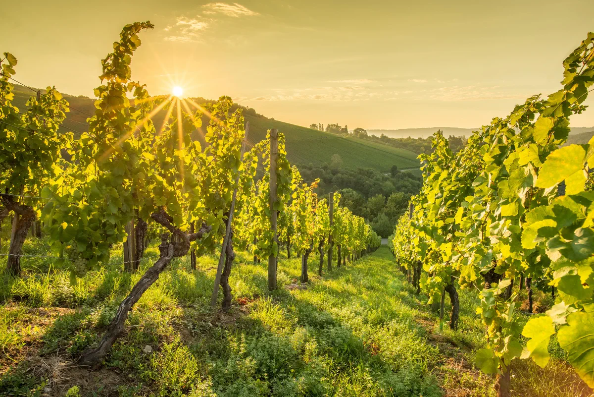 Se promener à Notre-Dame-d'Allençon par vignes et forêt