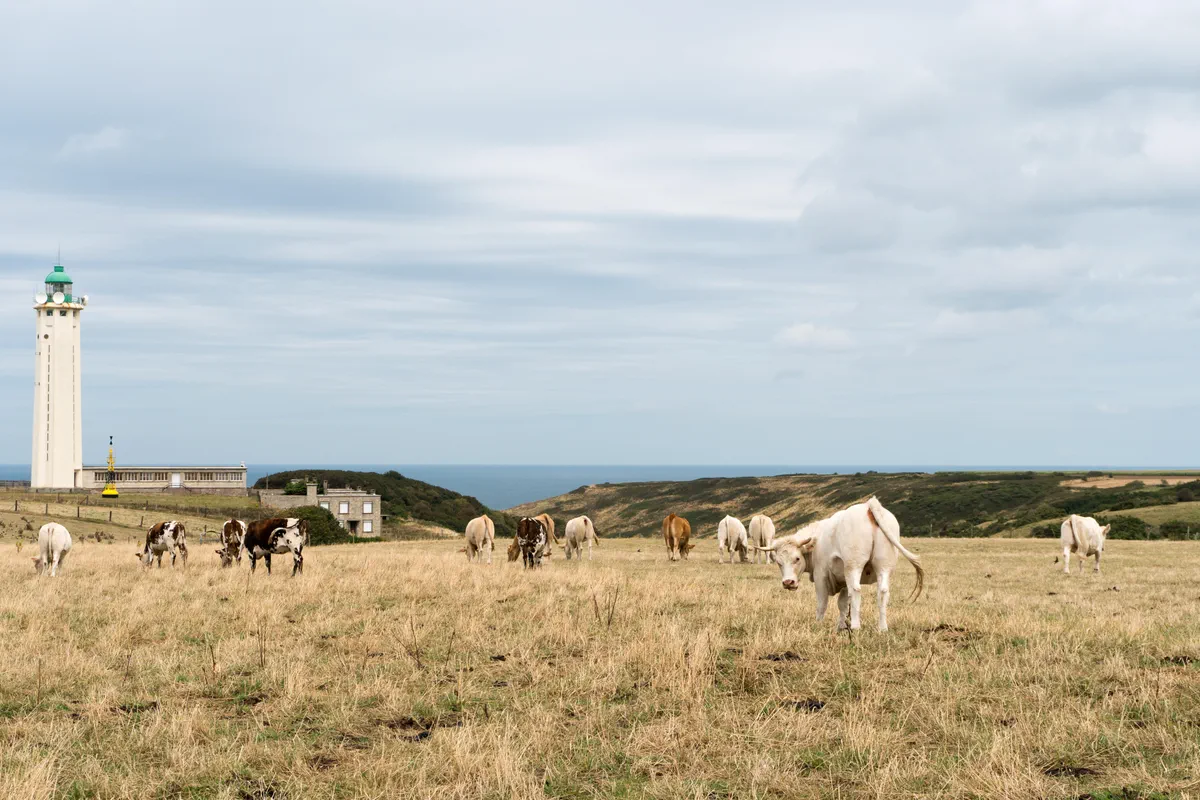 Beauté vertigineuse des falaises d'Antifer
