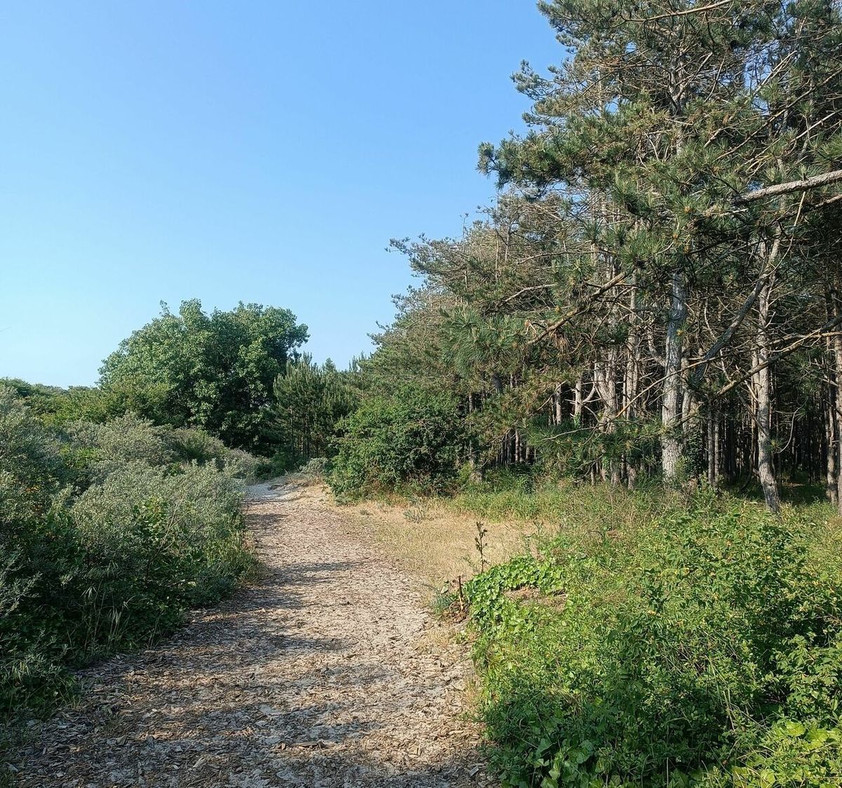 Entre la dune, la forêt et la plage au Touquet