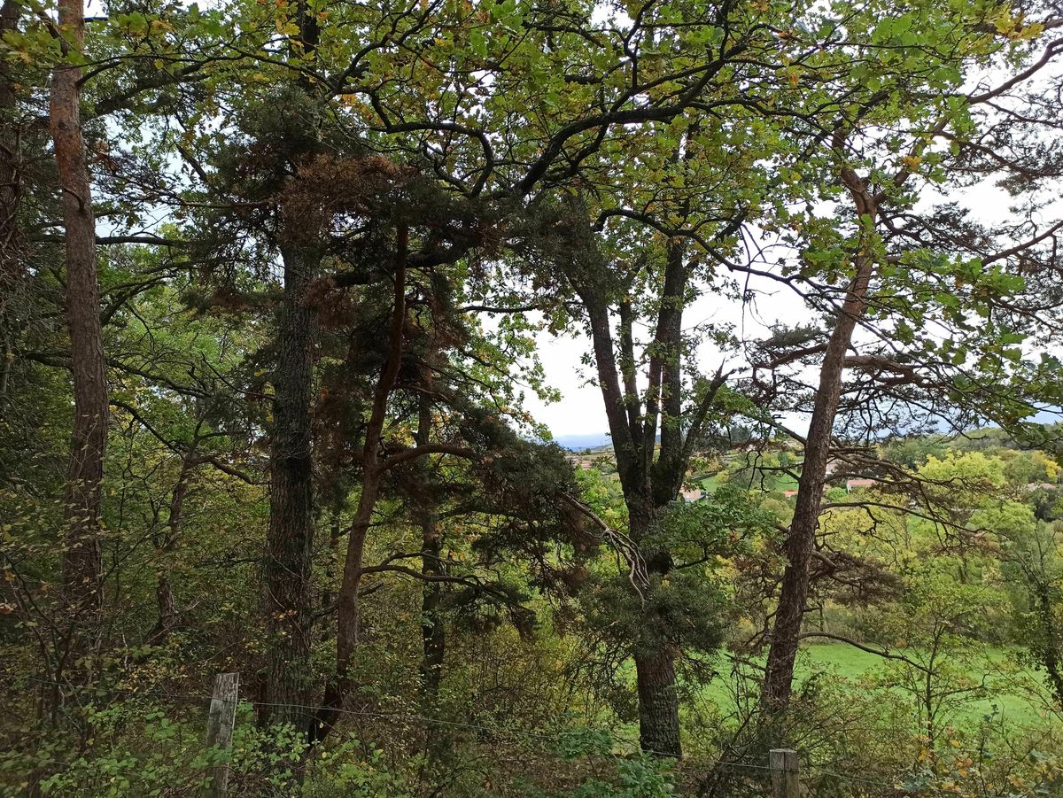Promenade dans les bois de la Chelette