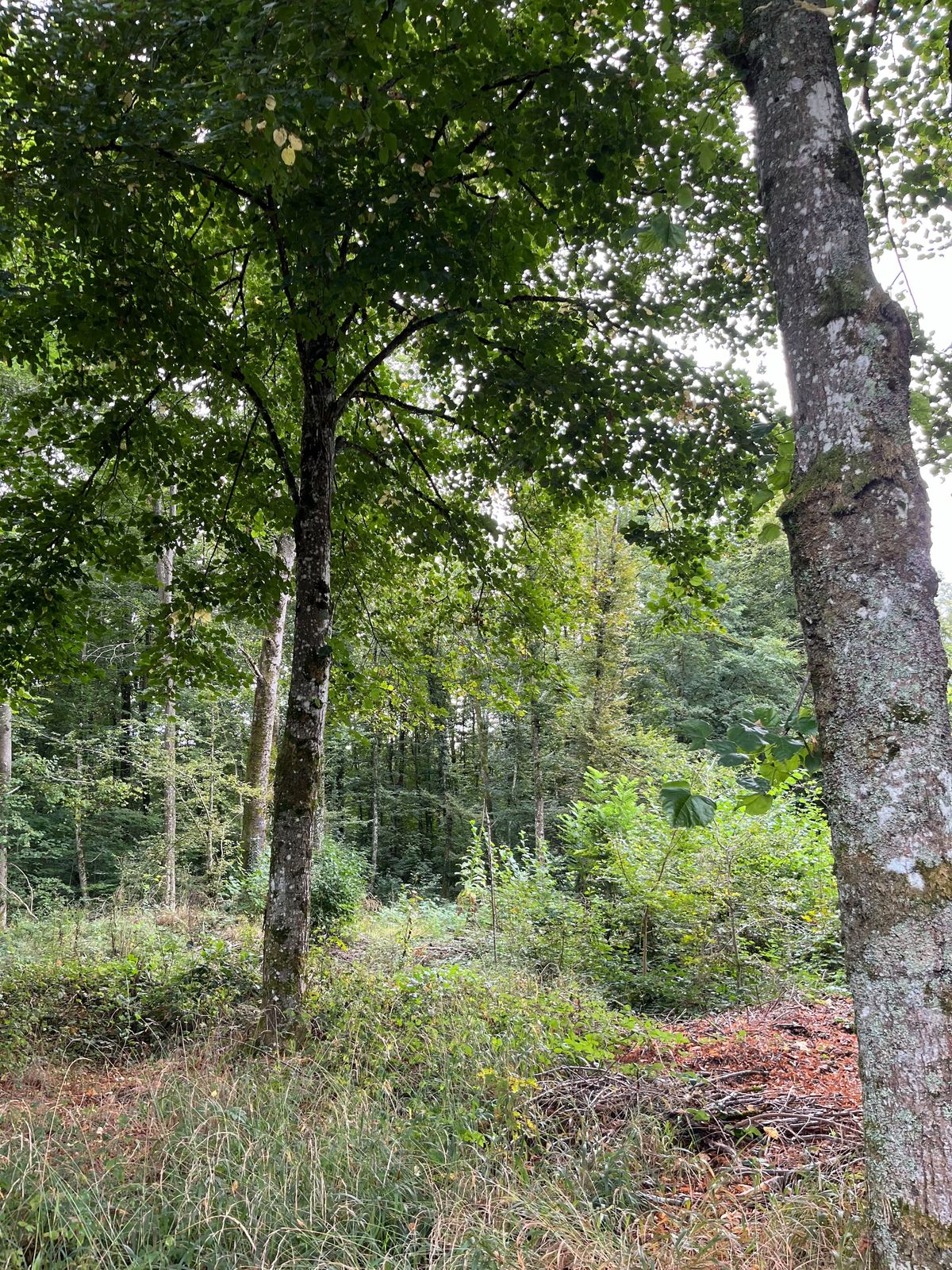Balade par les petits chemins en forêt de Haye
