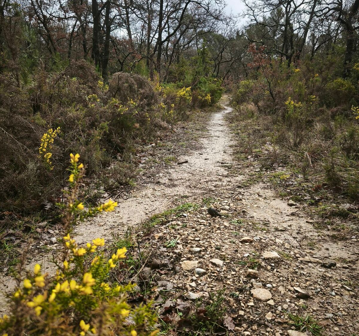 Boucle de la forêt de Greasque, et le Thubet