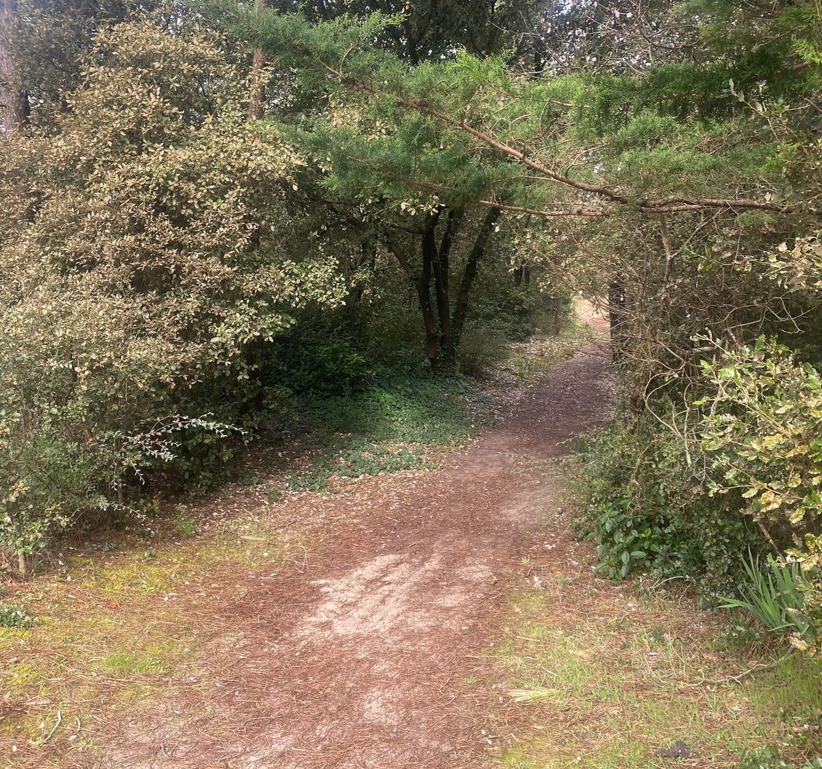 Fromentine, forêt, et plage de la Grande Côte