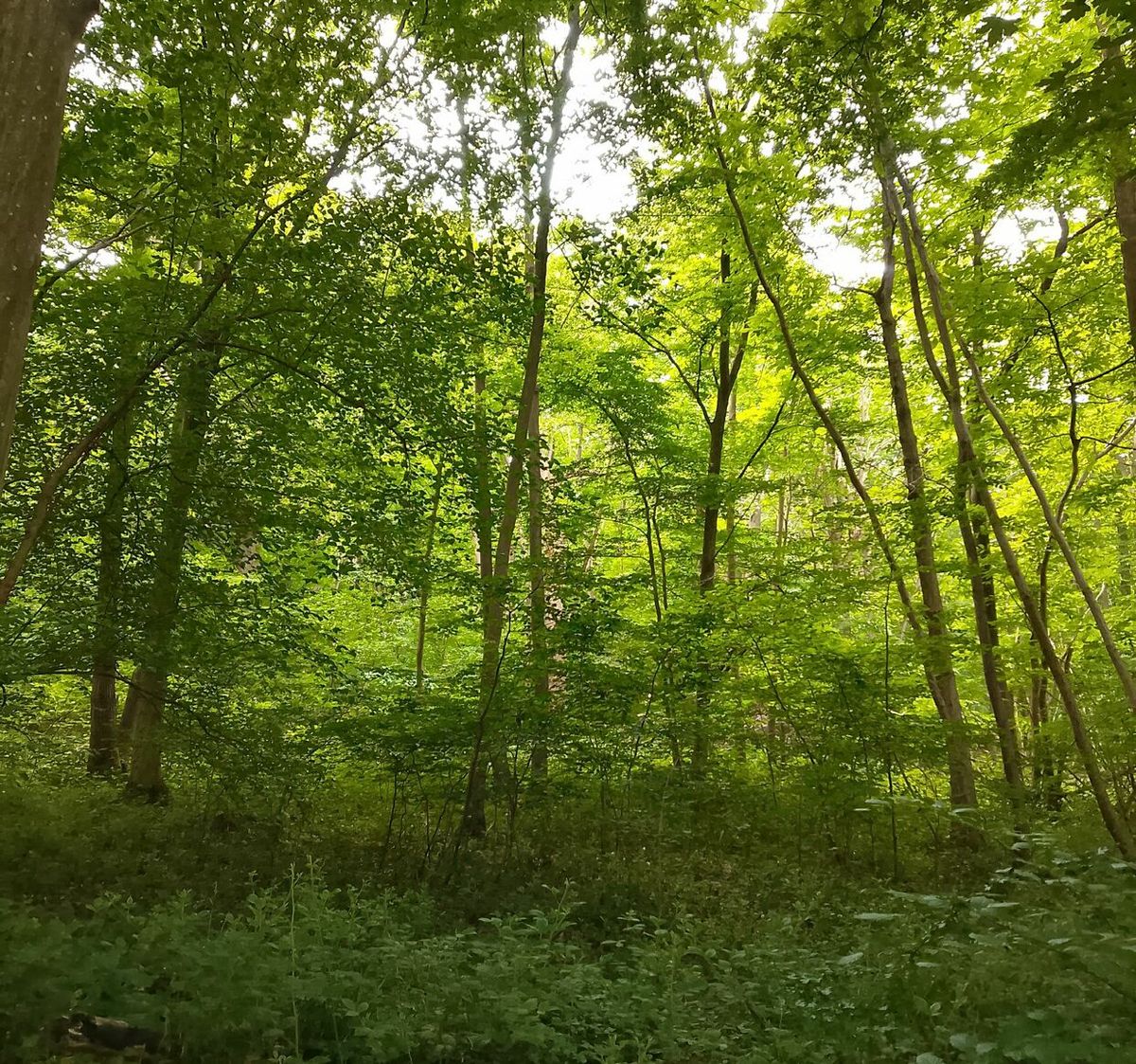 Traversée de la forêt de Carnelle