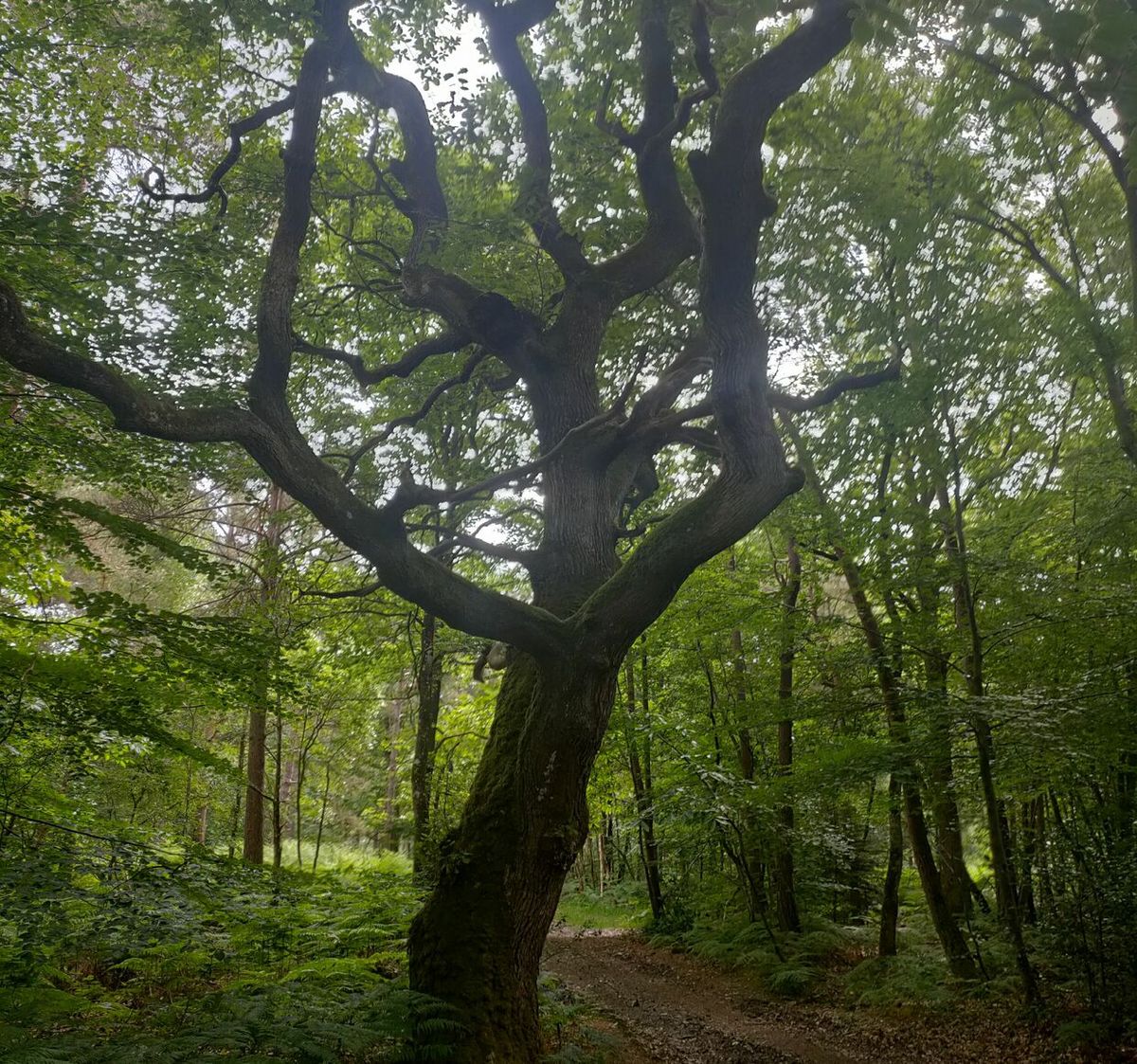 Vallée du Guiel, par Verneusses