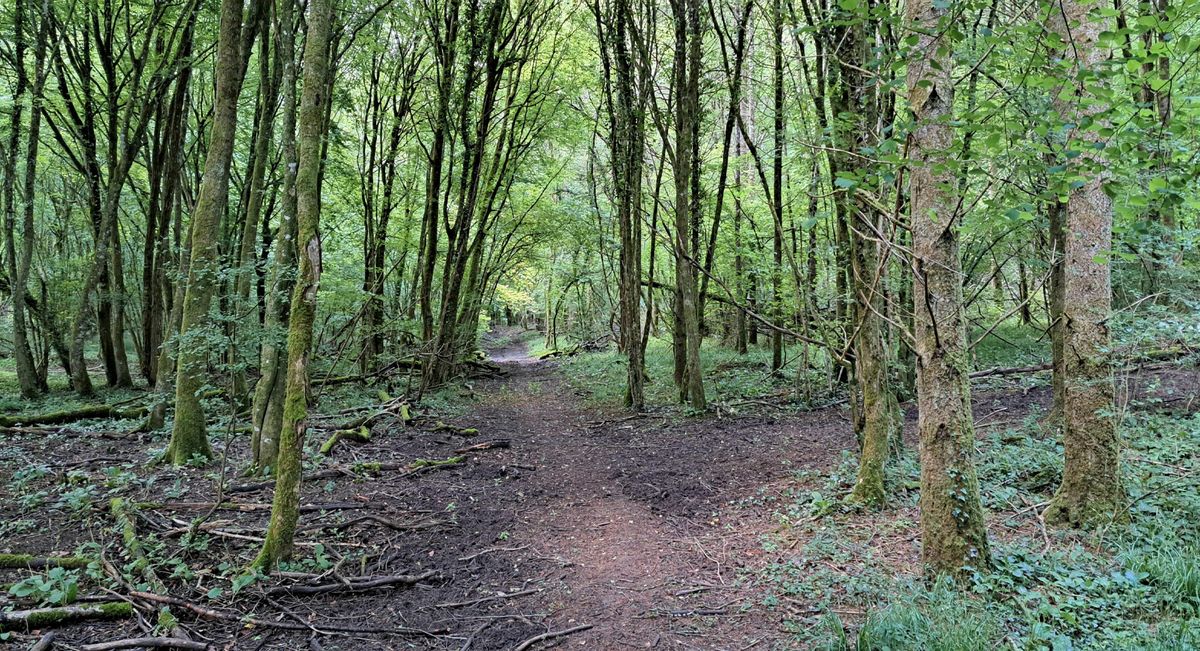 Forêt de Chenu et sentier des arbres remarquables