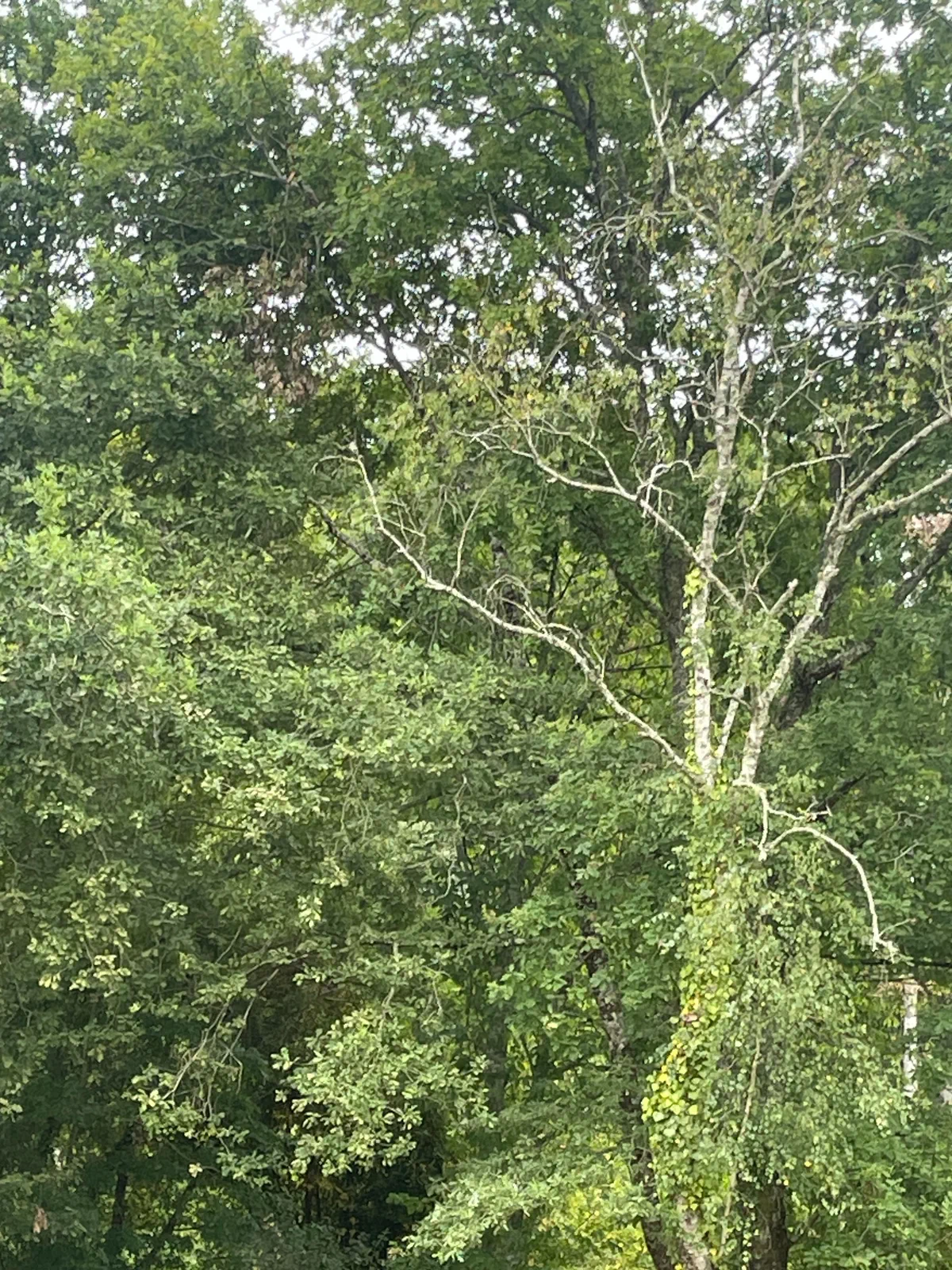 Balade dans la forêt de Benquet