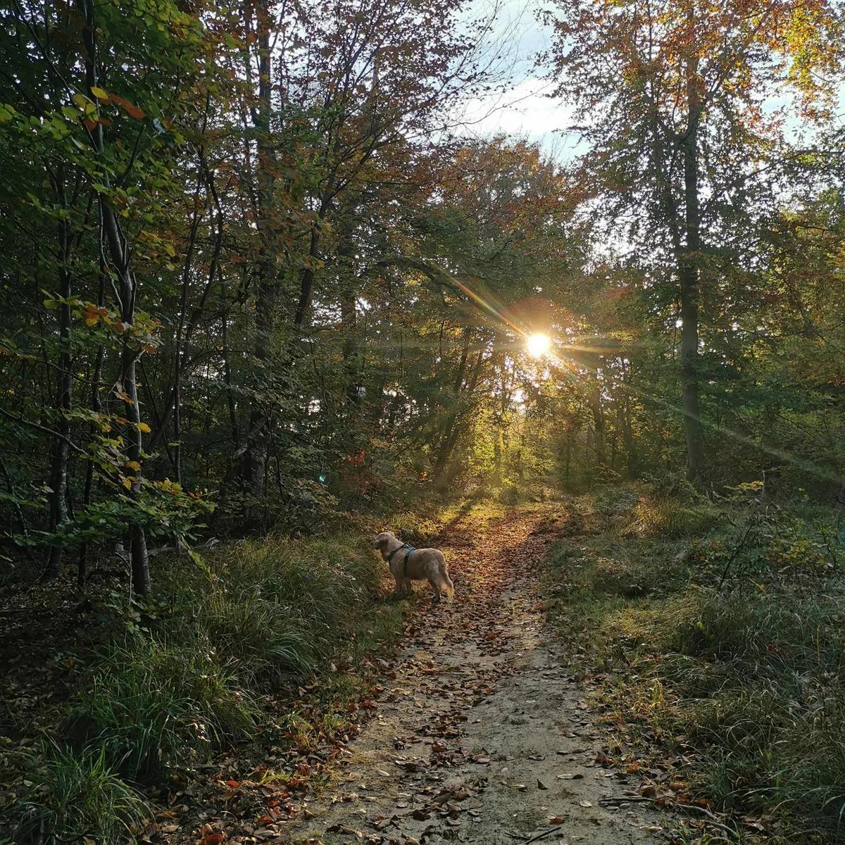 Forêt de Fontainebleau par Monts de Truies