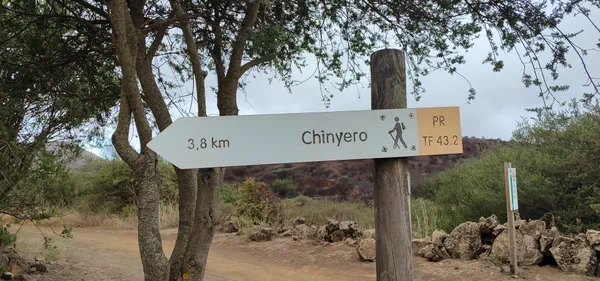 Chinyero y Pino Loro