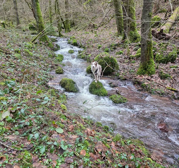 Cascade de Soultzbach, très belle balade